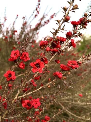 Leptospermum Scoparium Broom Tea Tree 200 Seeds Garden Planting