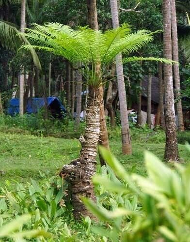 Phoenix Pusilla Ceylon Date Palm The Flour Palm 10 Seeds Garden Planting