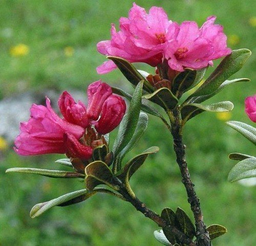 Rhododendron Ferrugineum Dwarf Alpenrose Snow-Rose 20 Seeds Garden Planting