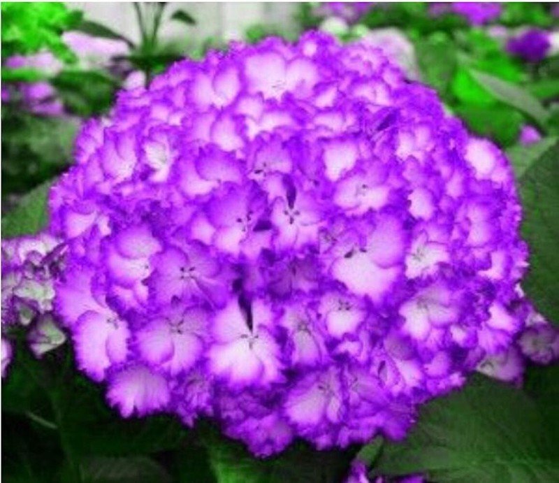 20 Seeds For Violet Purple Hydrangea Rare Flower Bush 7B Garden Planting