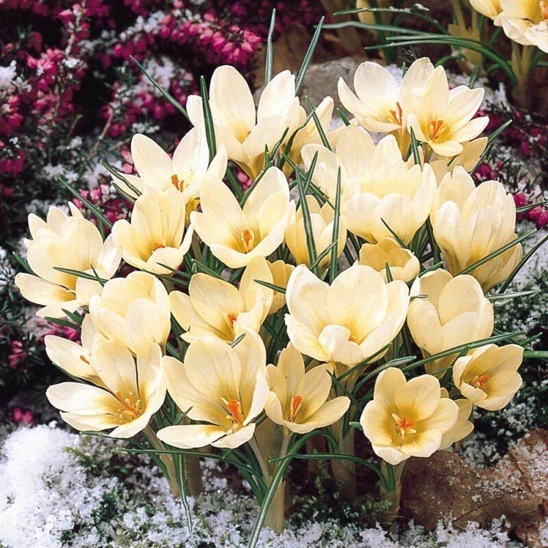 20 Seeds Light Yellow Crocus Fragrant Flower Bush Garden Planting