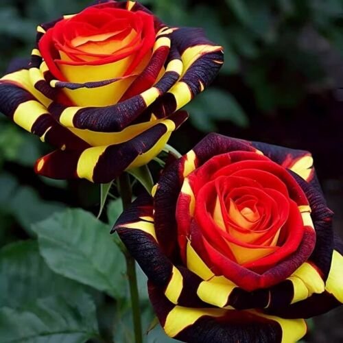 20 Rare Rose 'Firebird' Seeds Experience Nature'S Enchantment Garden ...