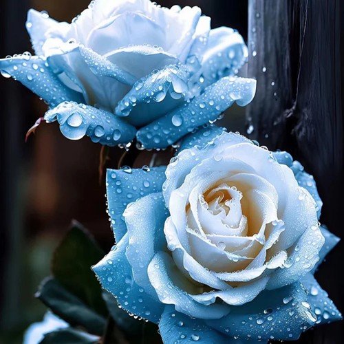 20 Broken Ice Blue Rose Seeds Unveil The Beauty Of Unique Blue Blooms ...