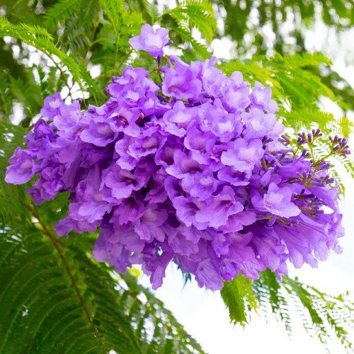 Jacaranda Mimosifolia 50 Seeds Garden Planting