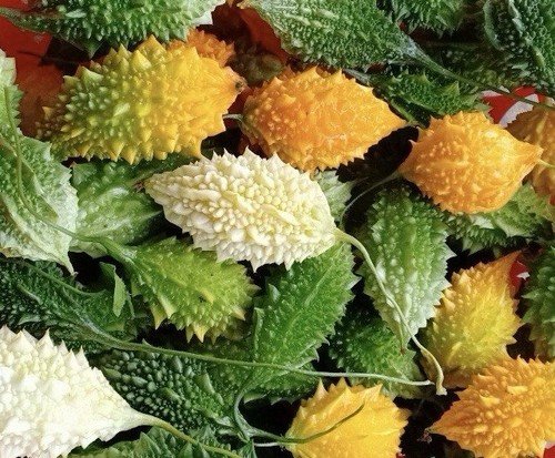 Mini Bitter Melon Momordica Charantia Bitter Gourd 10 Seeds Garden Planting