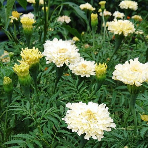 African Marigold Kilimanjaro White Tall Creamy Flowers Non-Gmo 50 Seeds ...