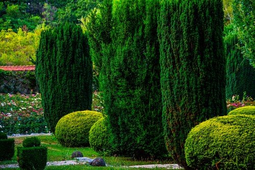 50 Italian Cypress Cupressus Sempervirens Cedar Tree Seeds Garden Planting