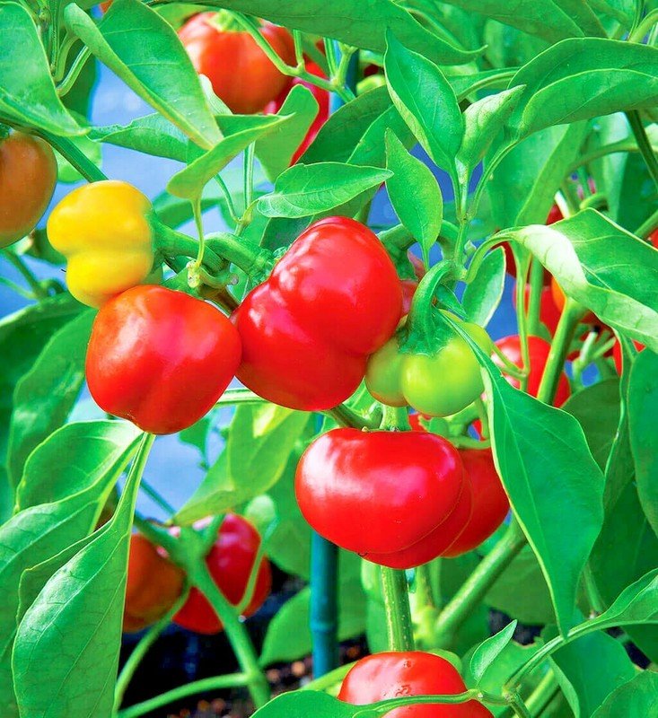 51 Pimento Sweet Pepper Seeds Organic Summer Vegetable Garden Planting