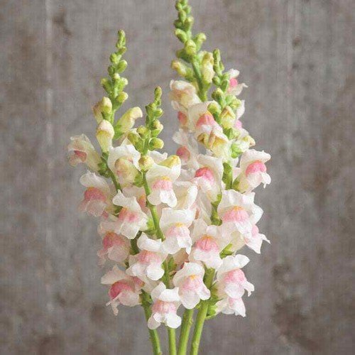 20 Fluffy Snapdragon Eeds For Spring Summer Variety Mix Pink Garden ...