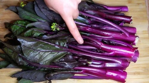 5G 1200 Purple Chinese Kale Seeds Choy Sum Hon-Tsai Brassica Seeds ...