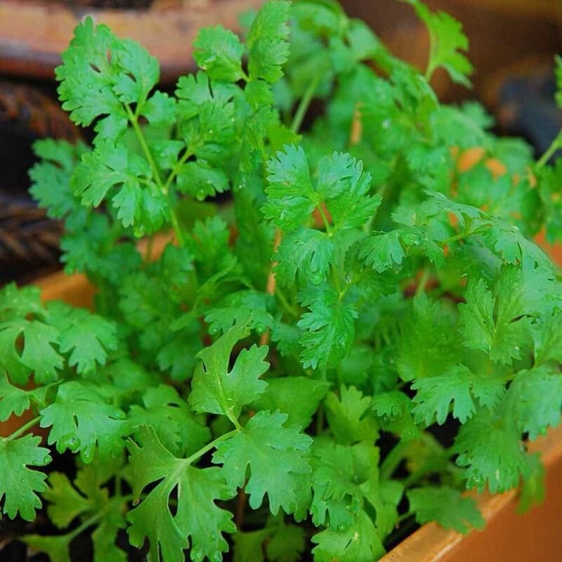200 Cilantro Coriander Seeds Heirloom Non-Gmo Herb Seeds Garden Planting