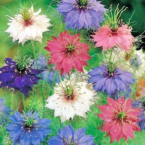 501 Love In A Mist Flower Seeds Flowering Annual Cut Dried Flowers ...