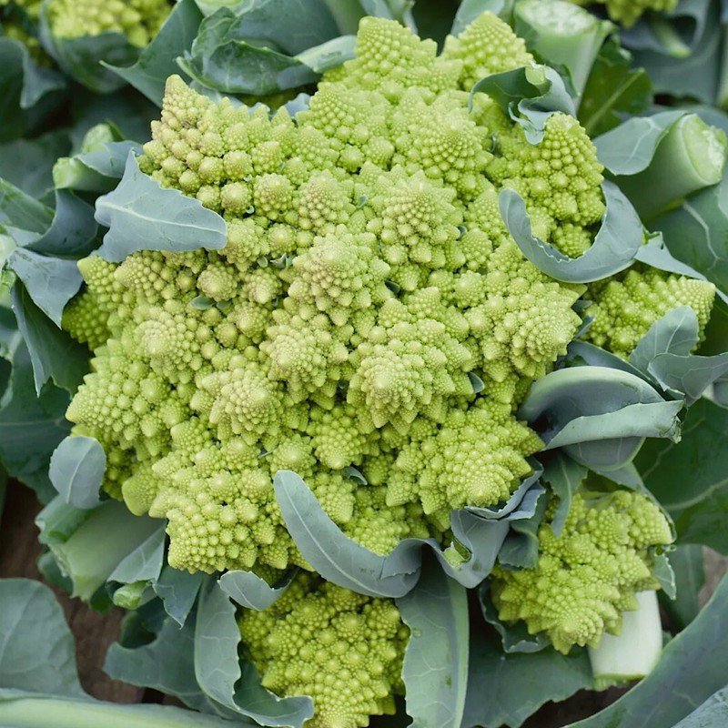 500 Romanesco Broccoli Seeds Brassica Oleracea Non GMO Heirloom ...