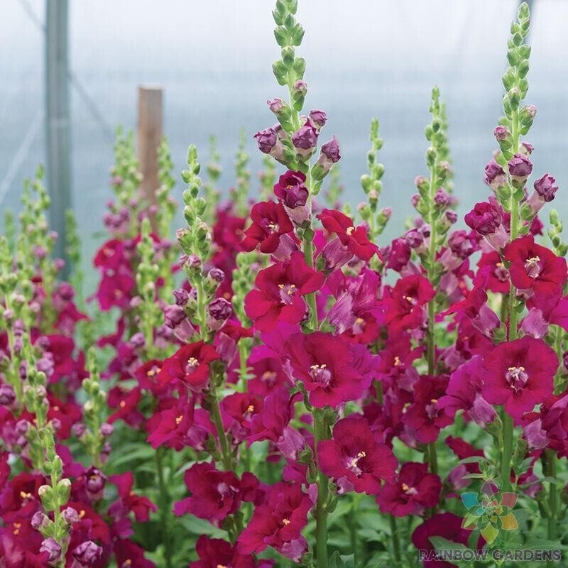 1000 Chantilly Purple Snapdragon Seeds