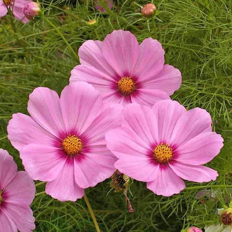 200 Dwarf Early Rose Cosmos Seeds