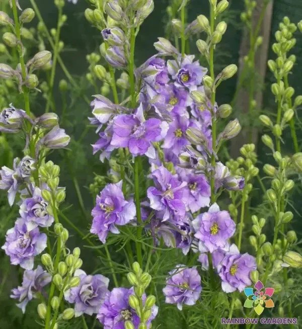 200 Qis Light Blue Delphinium Seeds