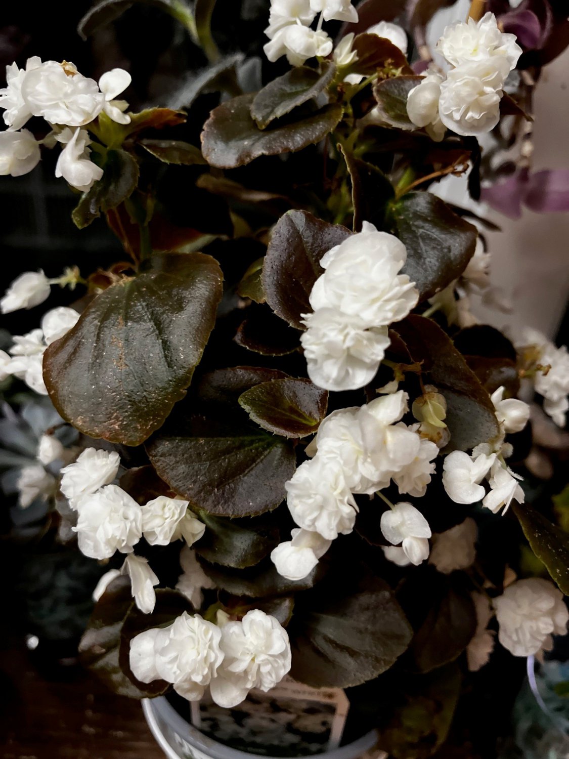 Begonia Semperflorens - Wax Begonia - Bronze Leaf/Doubled White ...