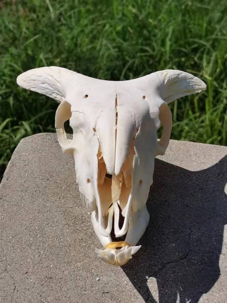 Real Sheep Skull – Bleached Taxidermy Specimen Ram Bone DIY Craft ...