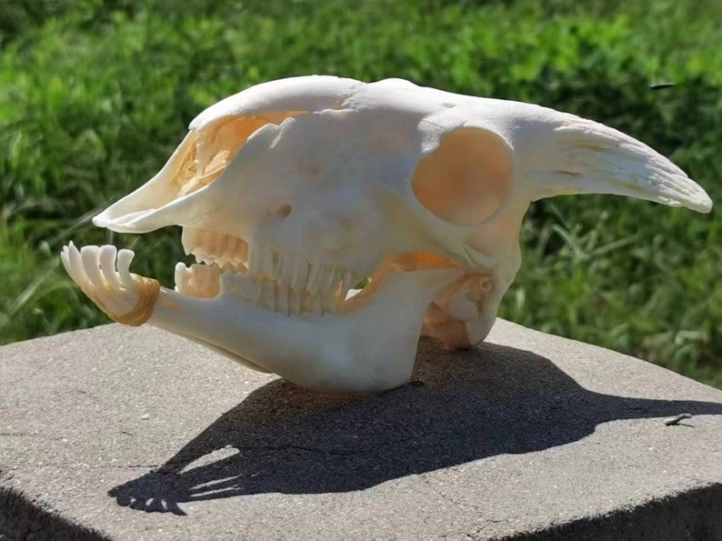 Real Sheep Skull – Bleached Taxidermy Specimen Ram Bone DIY Craft ...