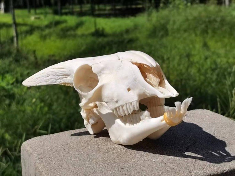 Real Sheep Skull – Bleached Taxidermy Specimen Ram Bone DIY Craft ...