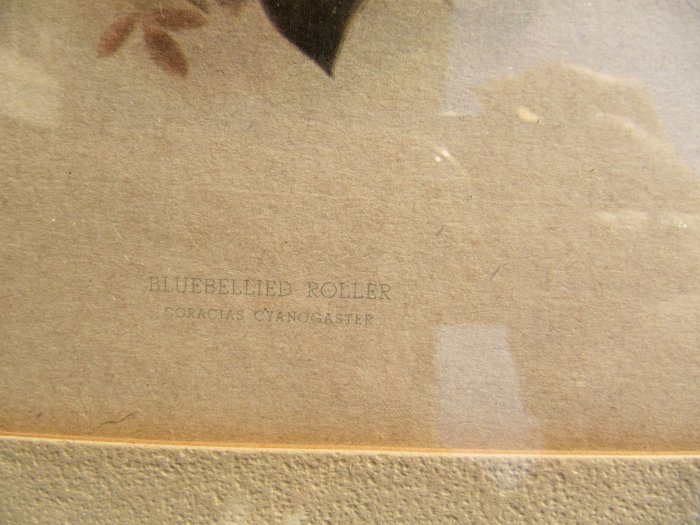 KEULEMANS Antique Lithograph Art Bluebellied Roller Bird c 1880s Initials