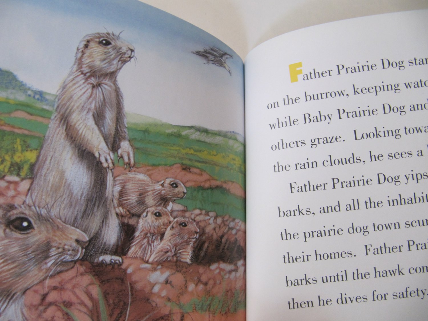 Prairie Dog: At Home on The Range by Sarah Toast Children's Paperback Book