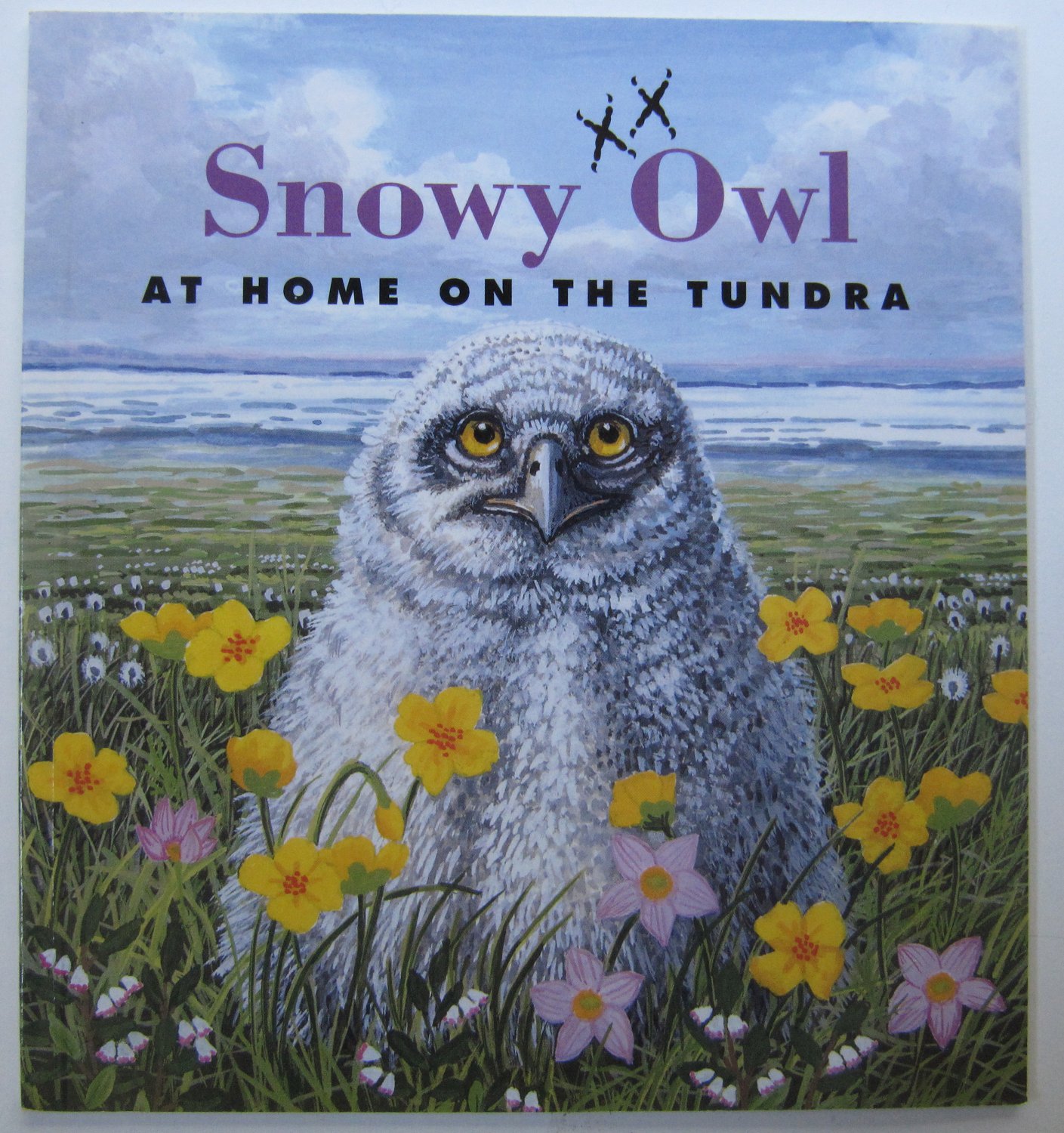 Snowy Owl At Home on the Tundra by Sarah Toast Children's Paperback Book