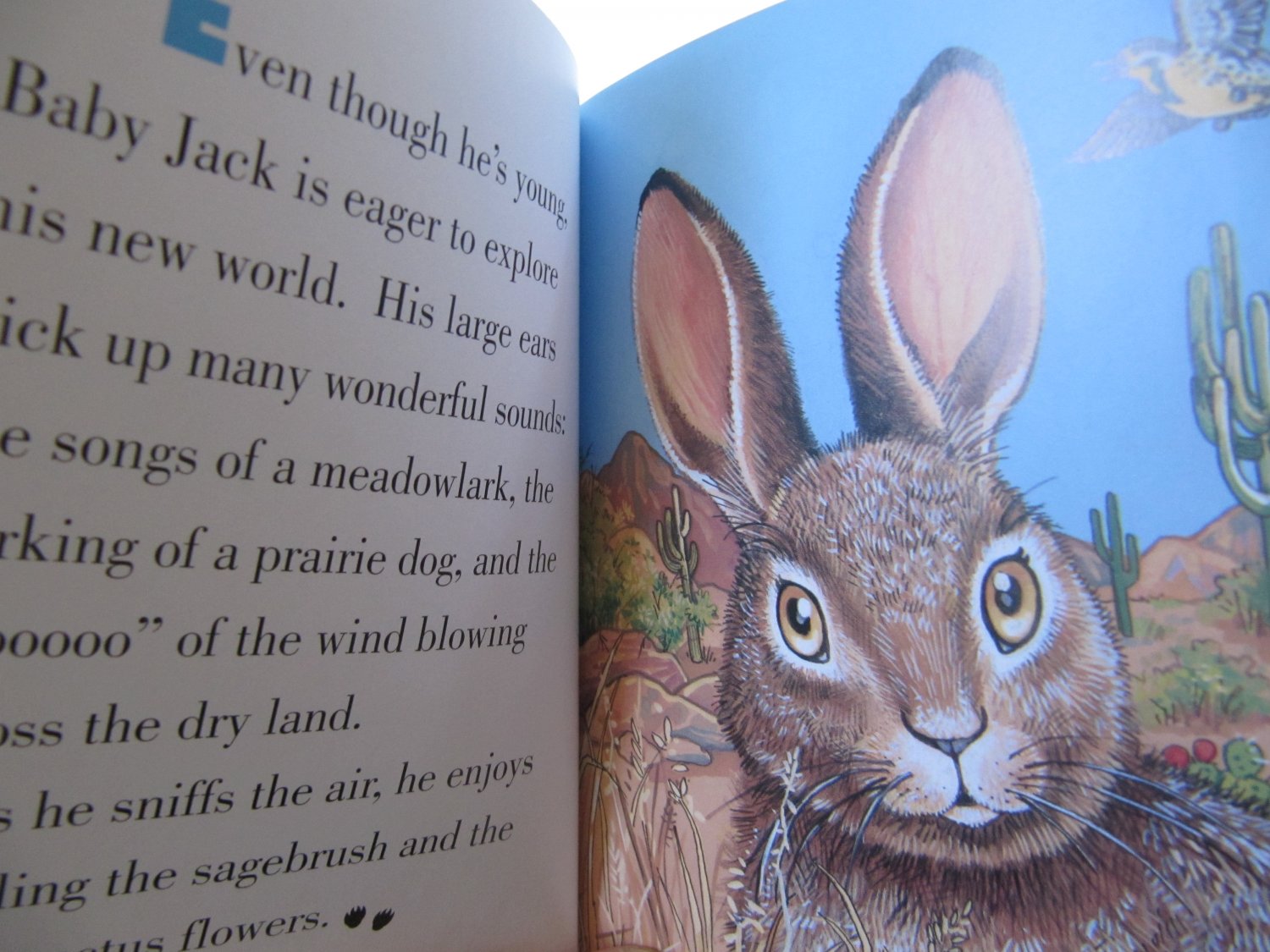 Little Jackrabbit At Home in the Desert by Jim Strickler Children's ...