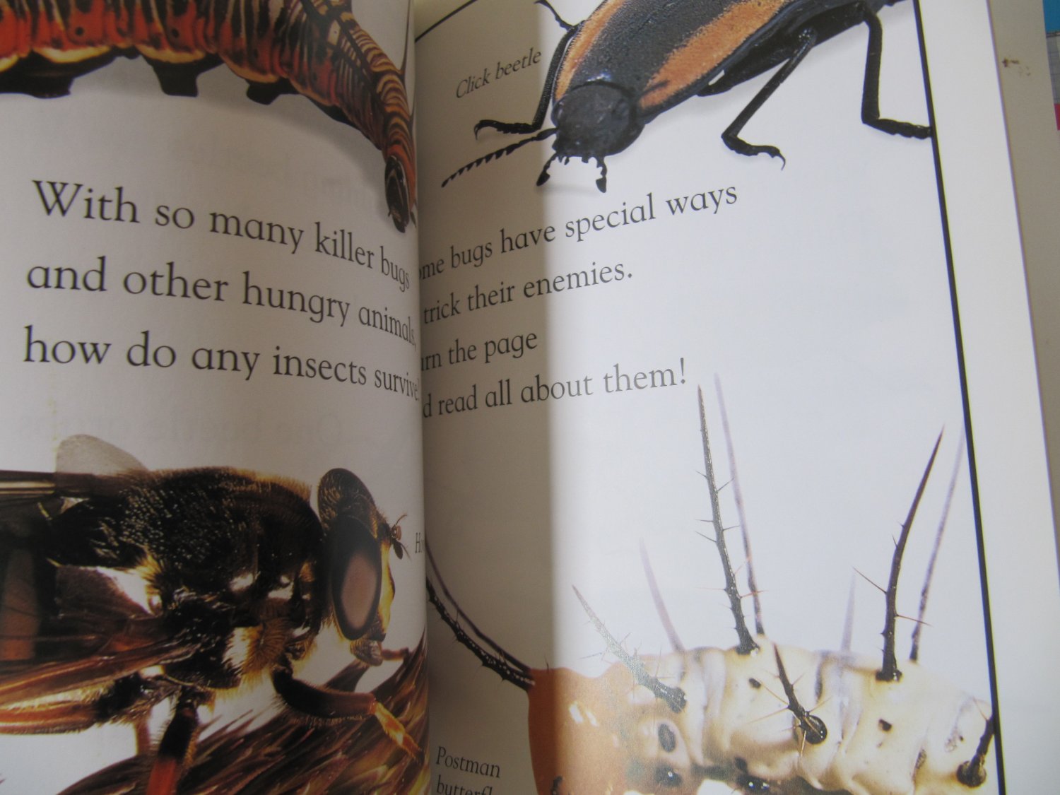 Bugs! Bugs! Bugs! DK Eyewitness Readers Level 2 Paperback Children's ...
