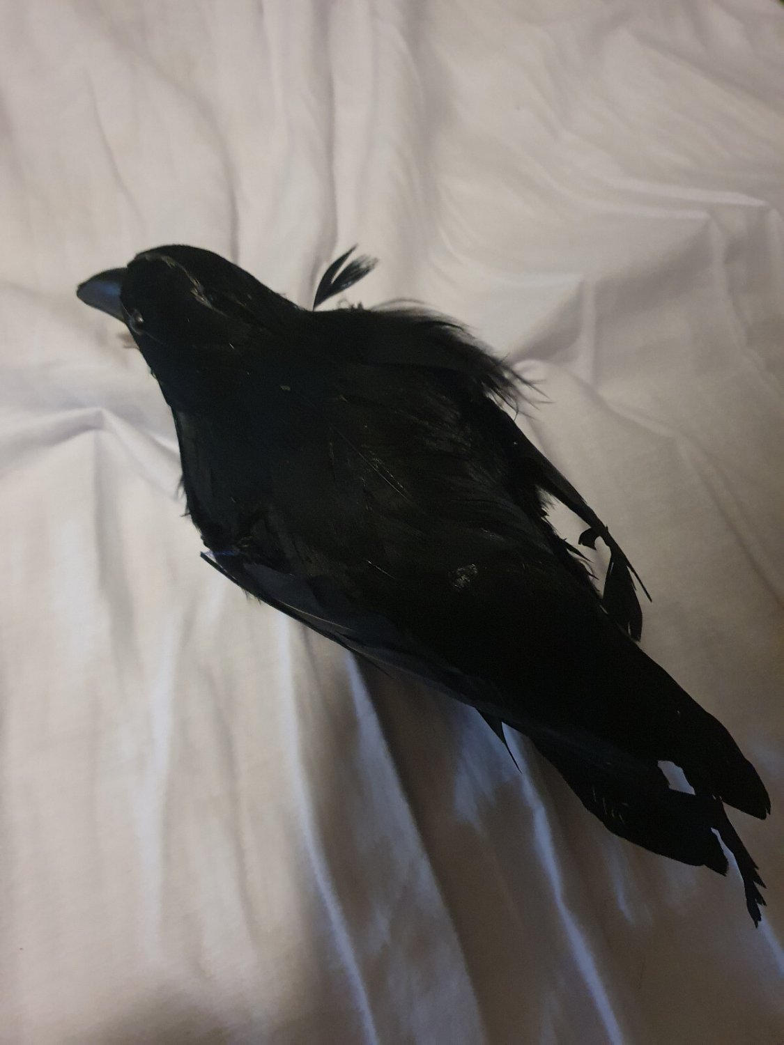 Extremely Rare! Sons of Anarchy Original Screen Used Gemma Dead Crow ...