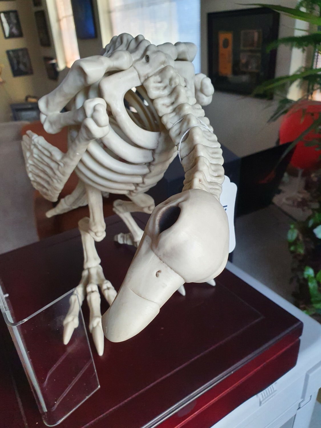 Extremely Rare! Hellfest Original Screen Used Dinosaur Bird Skeleton ...