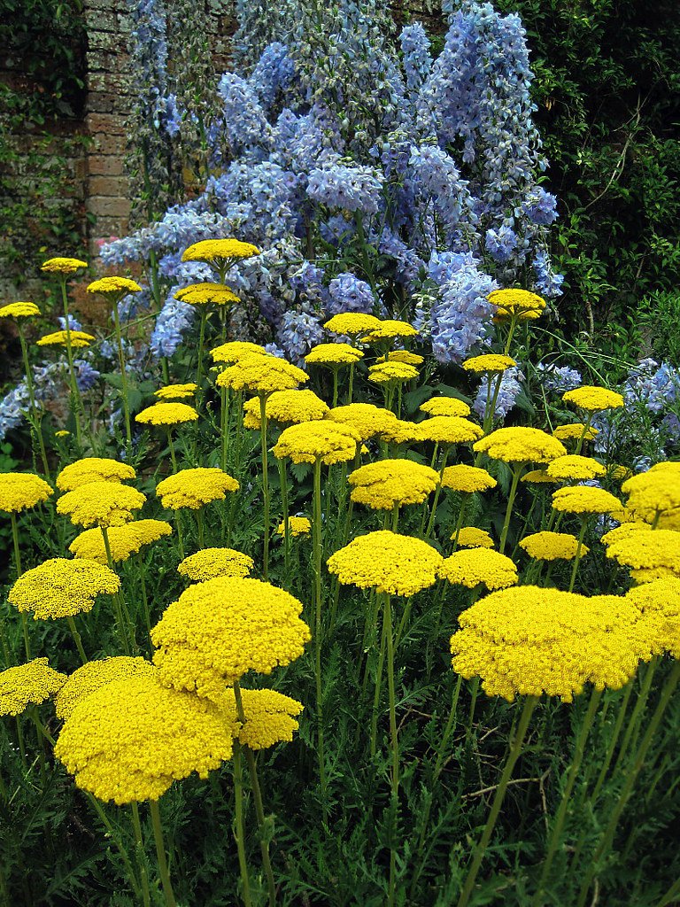 Gold Yarrow 2000 Seeds Achillea filipendulina