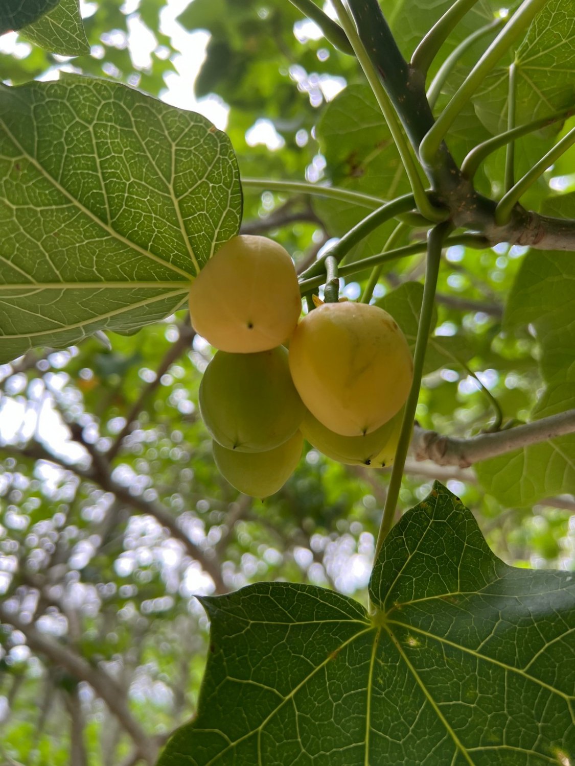 Physic Nut Barbados Nut Jatropha curcas 10 Seeds