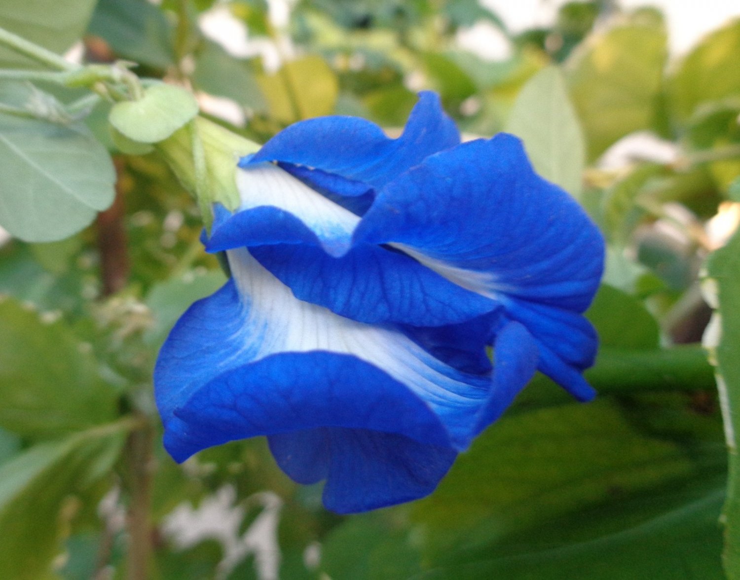 Double Blue Butterfly Pea Clitoria ternatea 20 Seeds