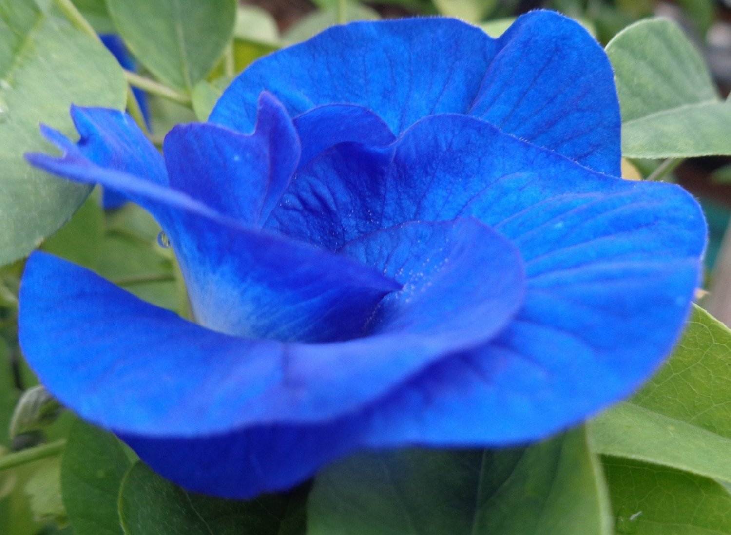Double Blue Butterfly Pea Clitoria ternatea 20 Seeds