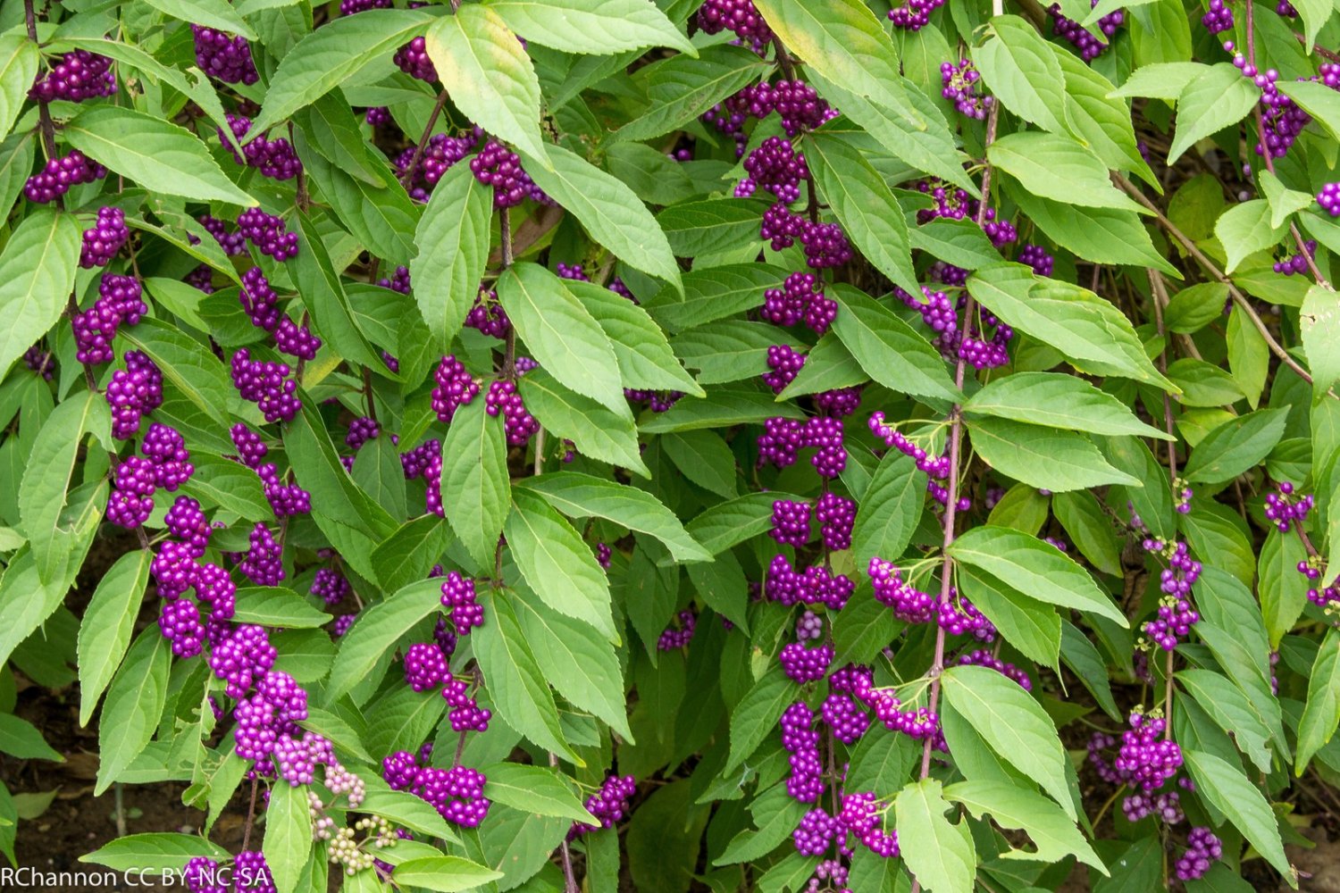 Purple Beautyberry Callicarpa dichotoma 100 Seeds
