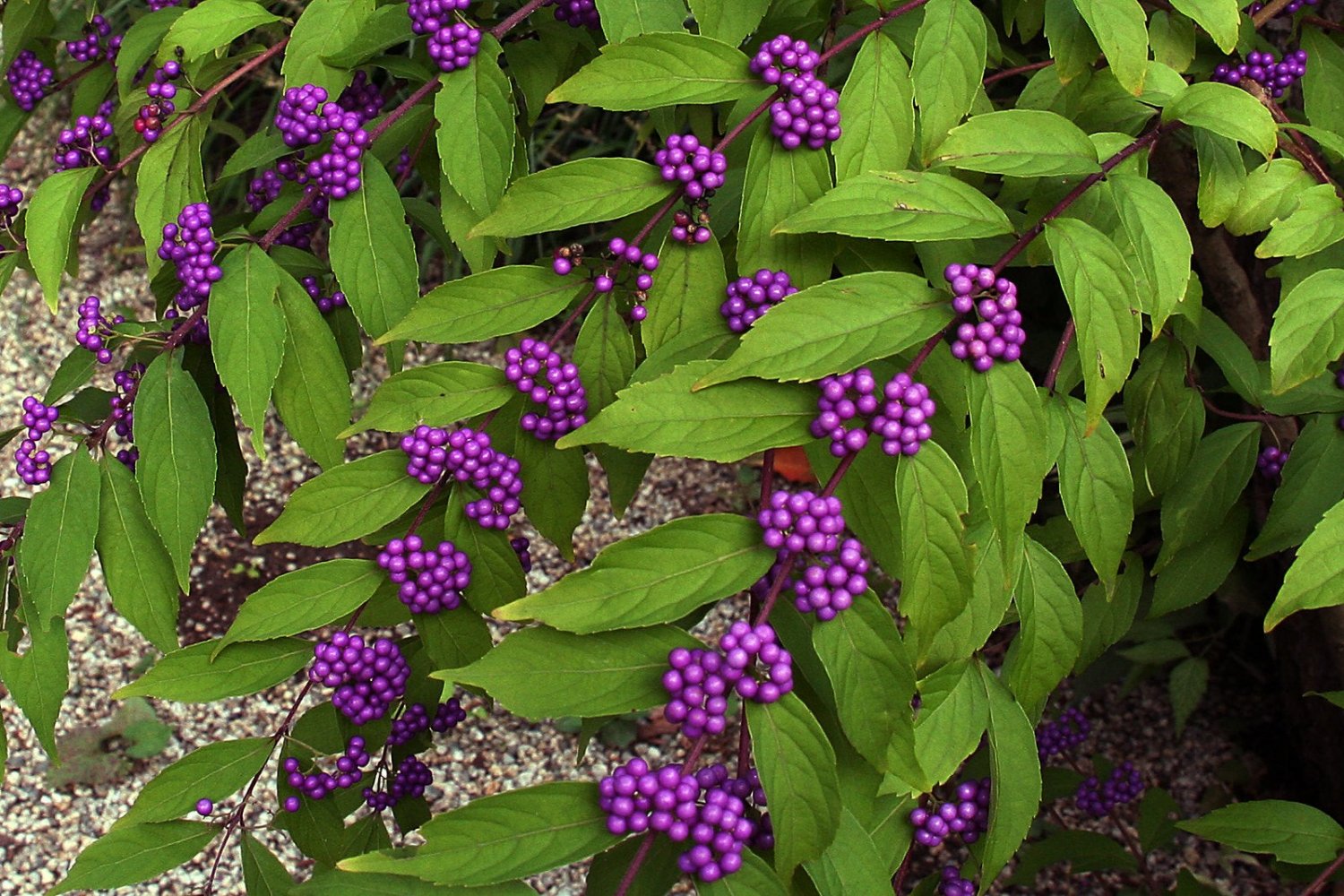 Purple Beautyberry Callicarpa dichotoma 100 Seeds