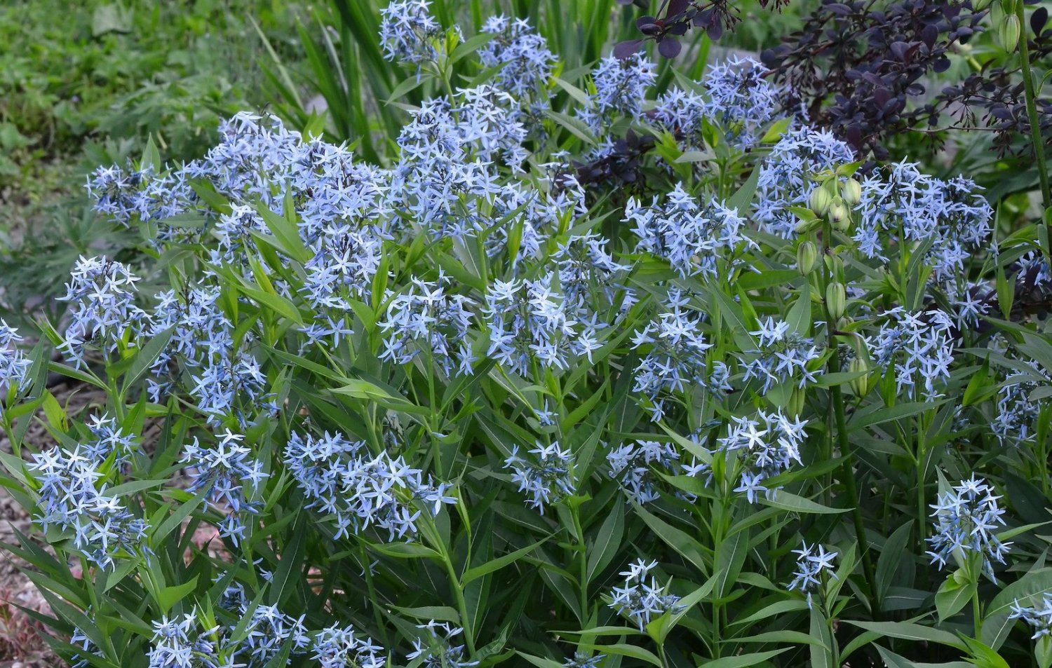 Eastern Bluestar 20 Seeds Amsonia tabernaemontana