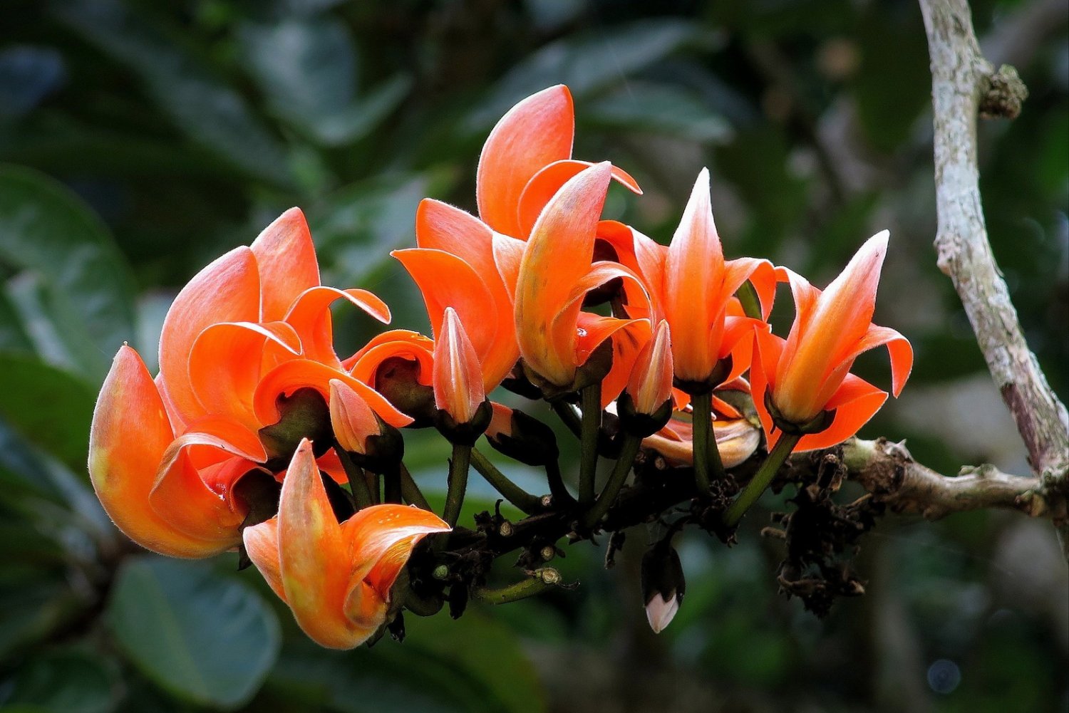 Flame of the Forest 10 Seeds Butea monosperma