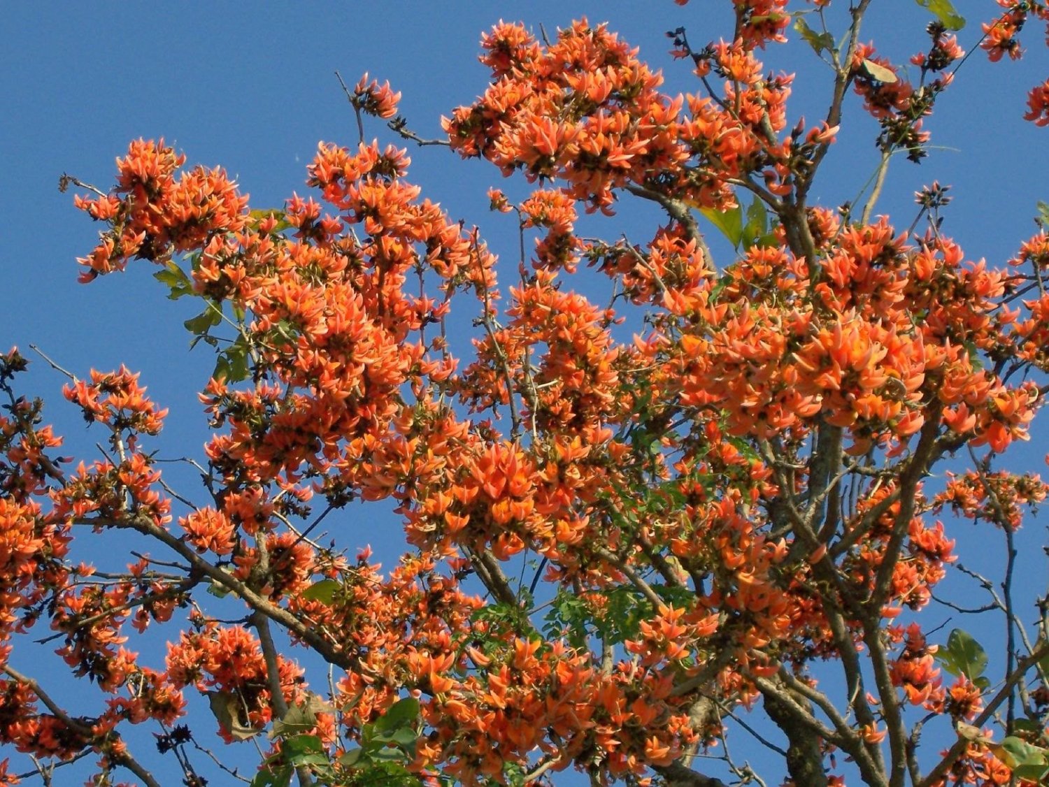 Flame of the Forest 10 Seeds Butea monosperma