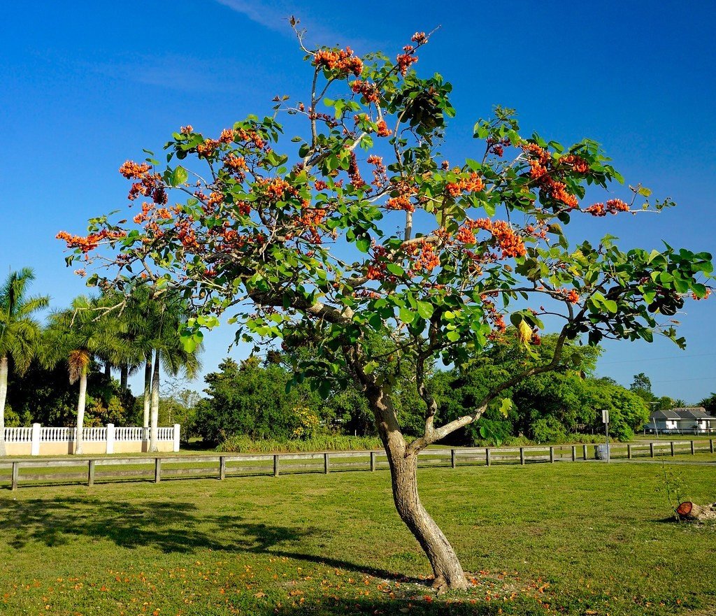 Flame of the Forest 10 Seeds Butea monosperma