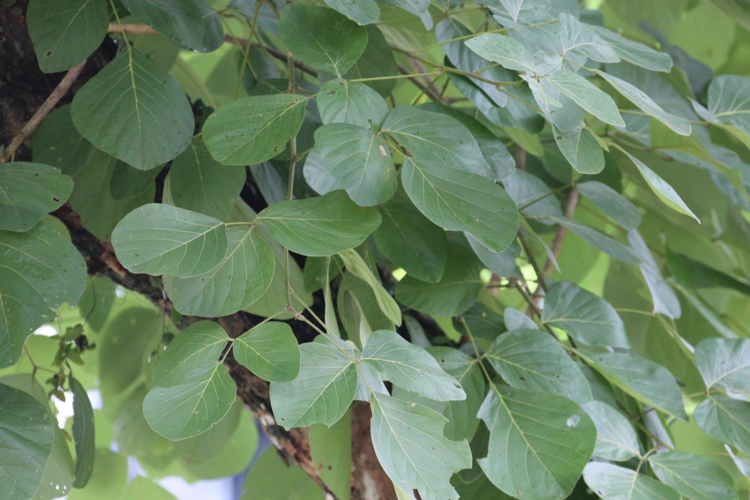 Flame of the Forest 10 Seeds Butea monosperma