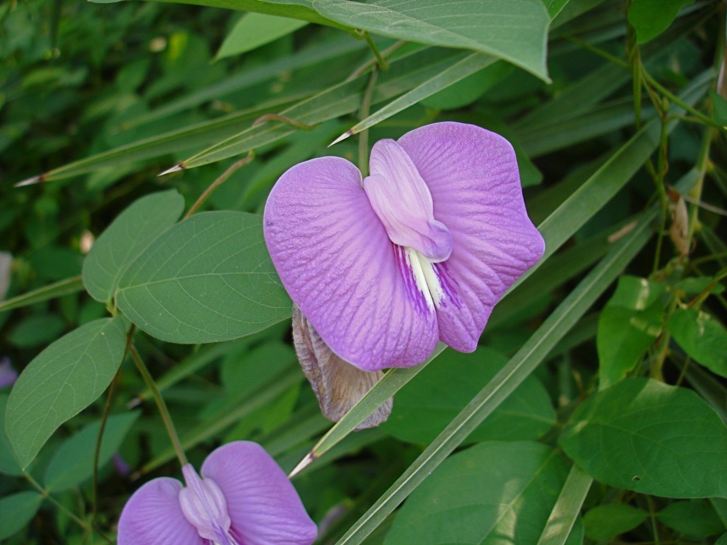 Tropical Butterfly Pea Centrosema pubescens 20 Seeds