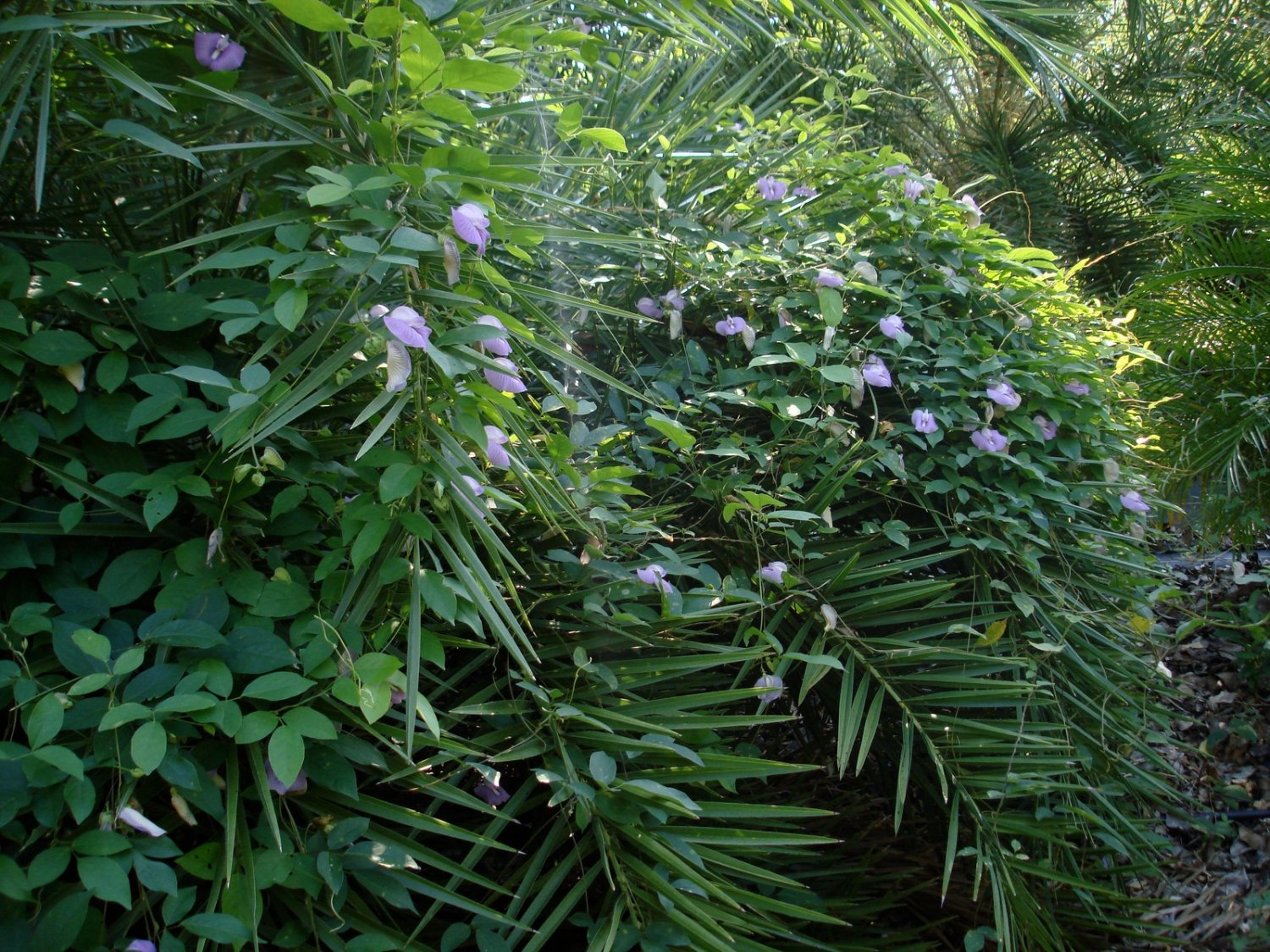 Tropical Butterfly Pea Centrosema pubescens 20 Seeds