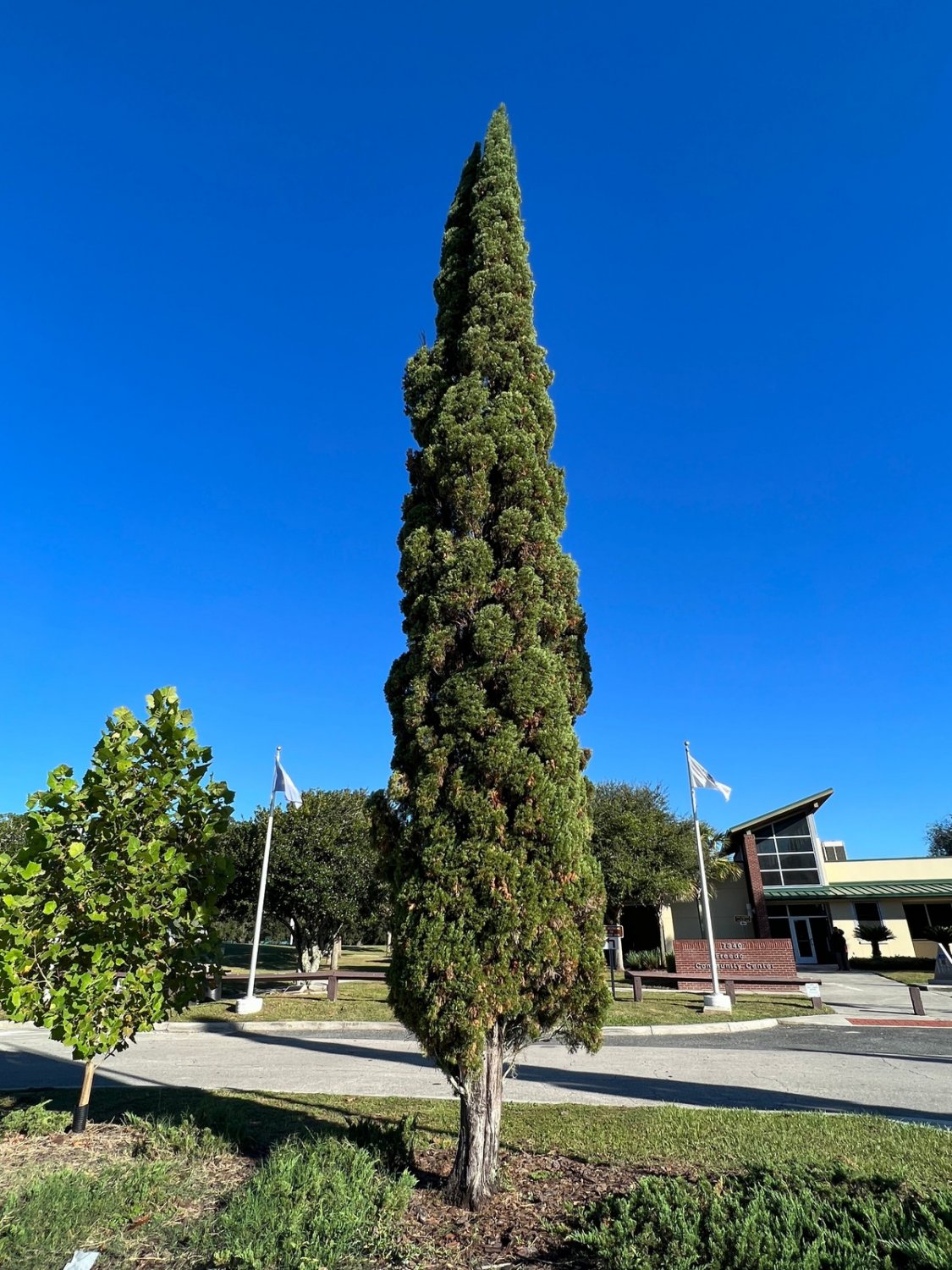 Italian Cypress Cupressus sempervirens 100 Seeds