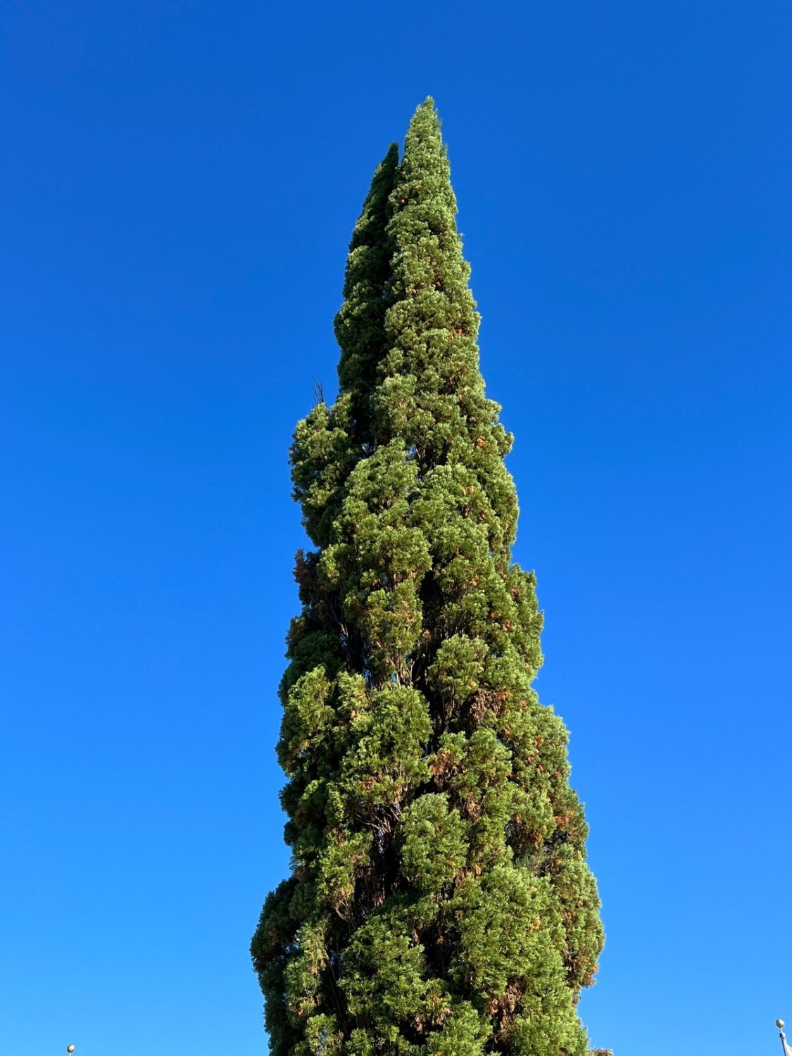 Italian Cypress Cupressus sempervirens 100 Seeds