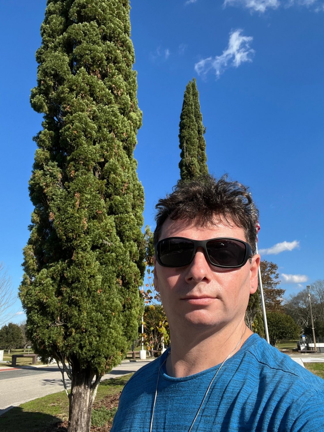 Italian Cypress Cupressus sempervirens 100 Seeds