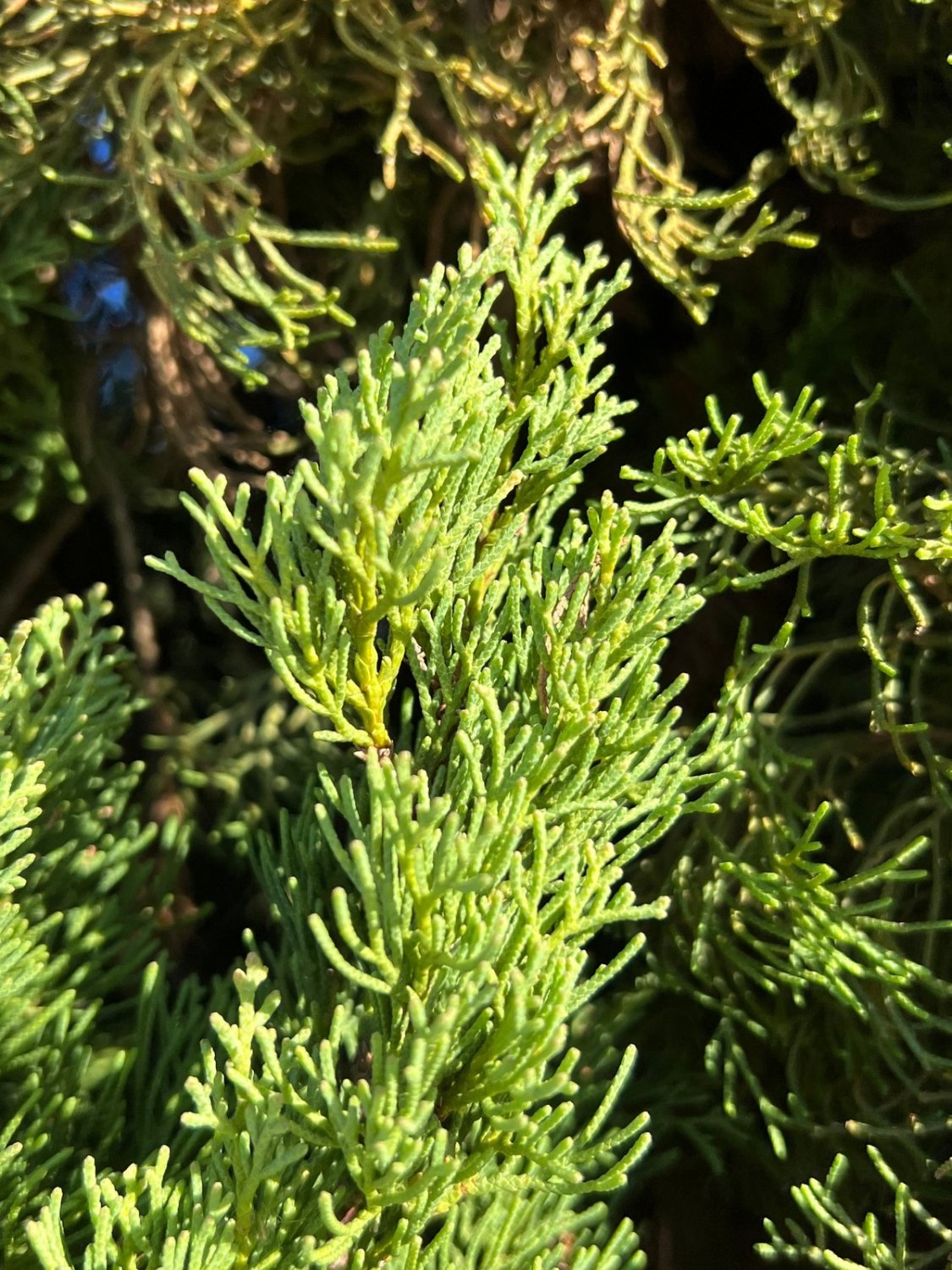 Italian Cypress Cupressus sempervirens 100 Seeds