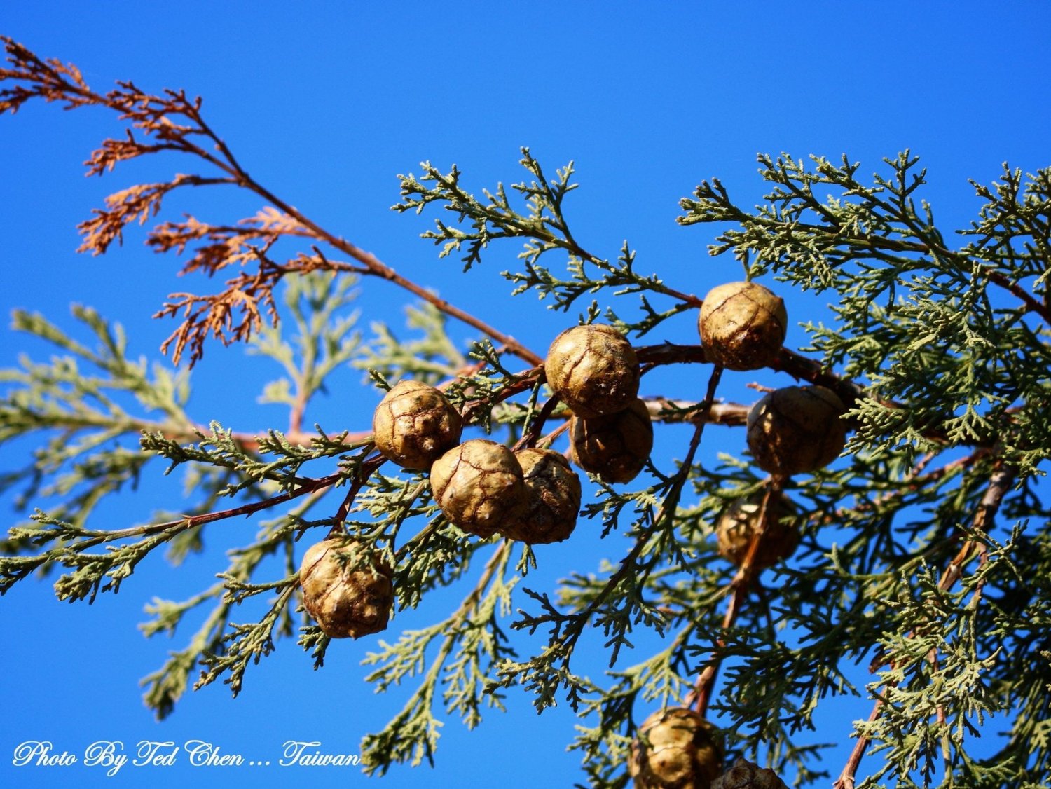 Italian Cypress Cupressus sempervirens 100 Seeds