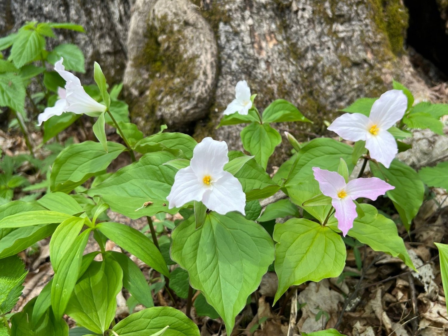 Great White Trillium Trillium grandiflorum 10 Seeds